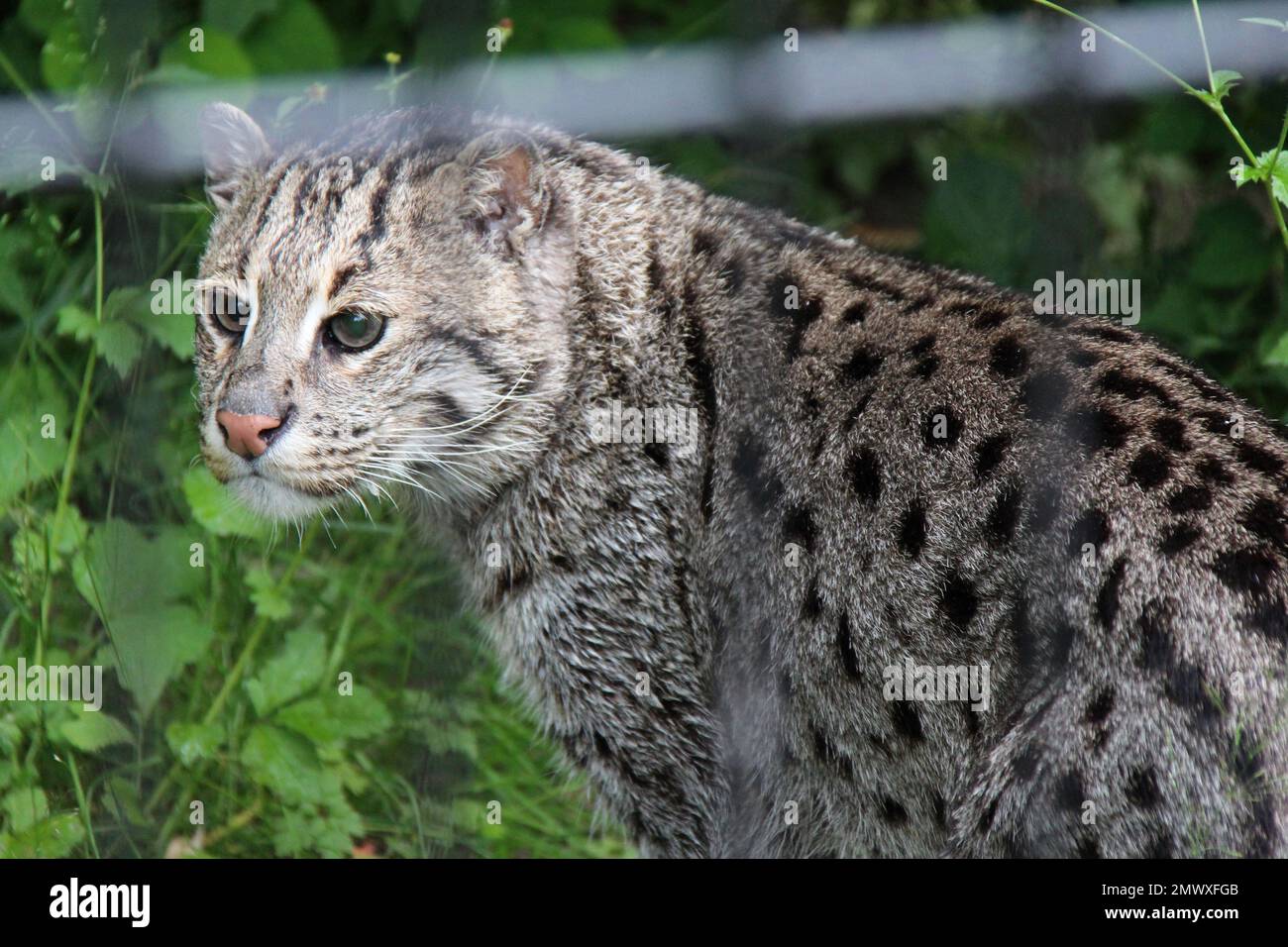 European wild cat france hi-res stock photography and images - Alamy