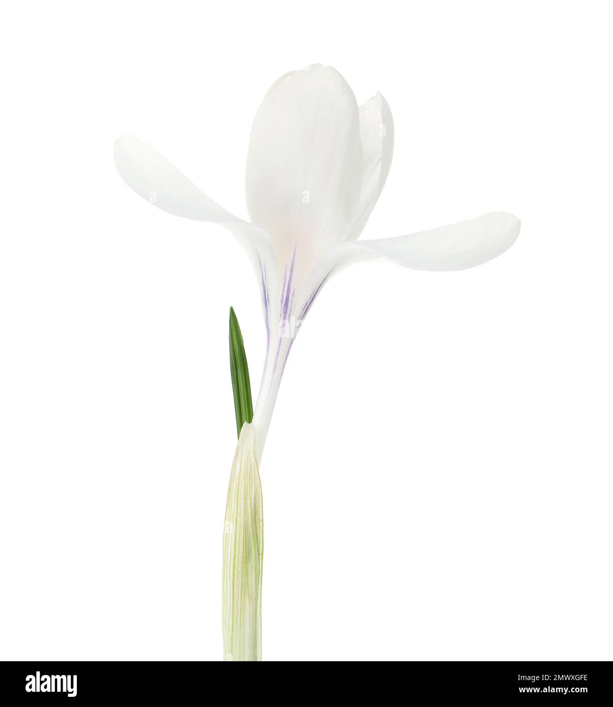 One crocus Cut Out Stock Images & Pictures - Alamy