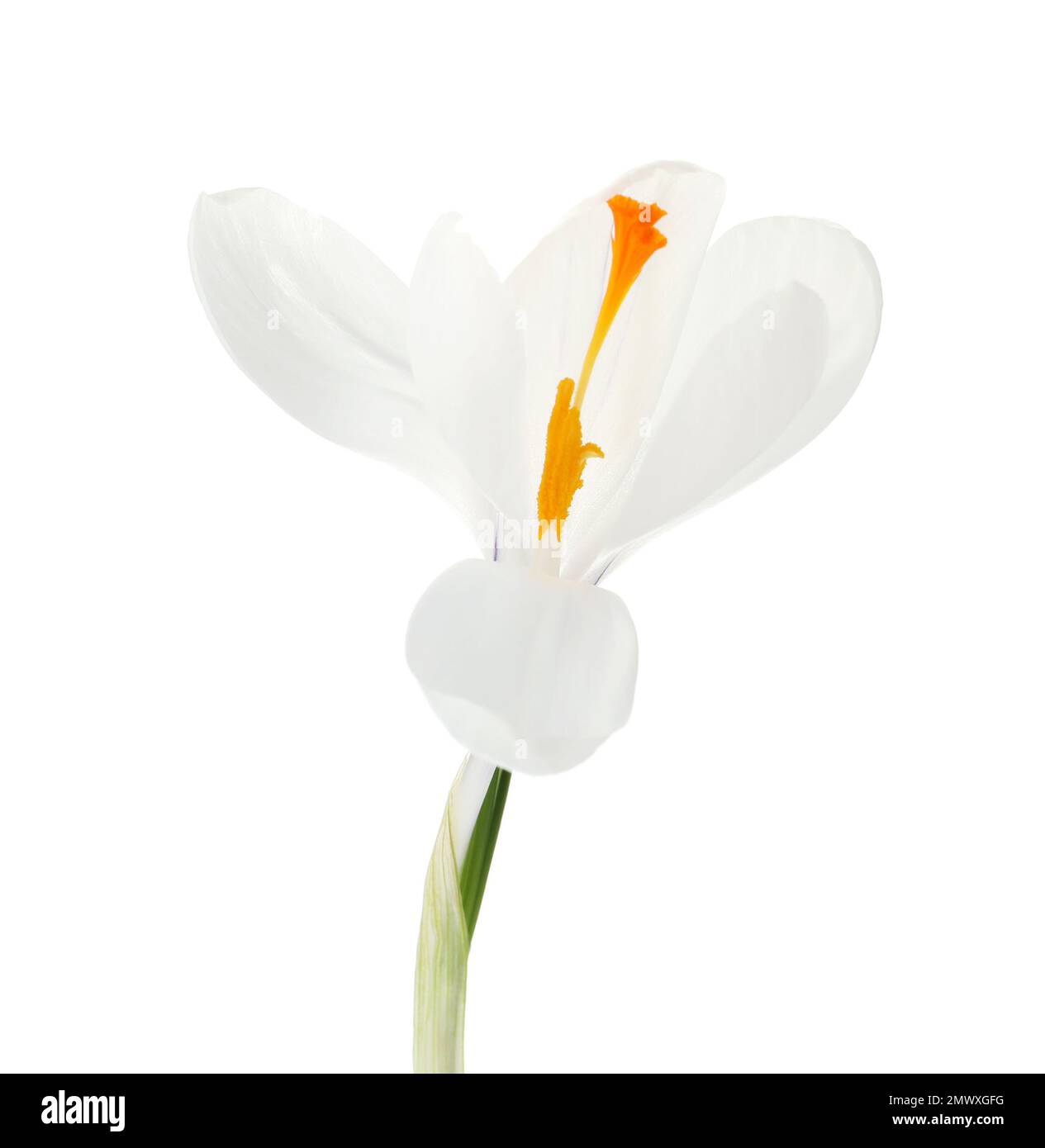 One crocus Cut Out Stock Images & Pictures - Alamy