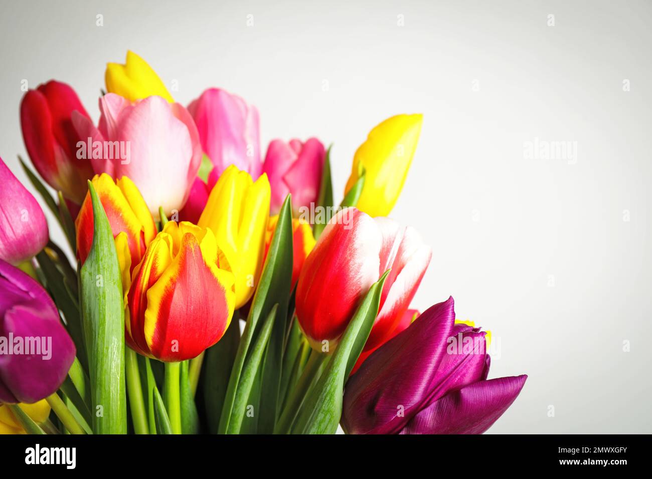 Beautiful bright spring tulips on white background Stock Photo - Alamy