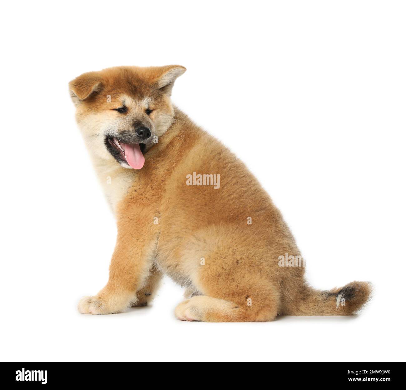 Cute Akita Inu puppy on white background. Baby animal Stock Photo - Alamy