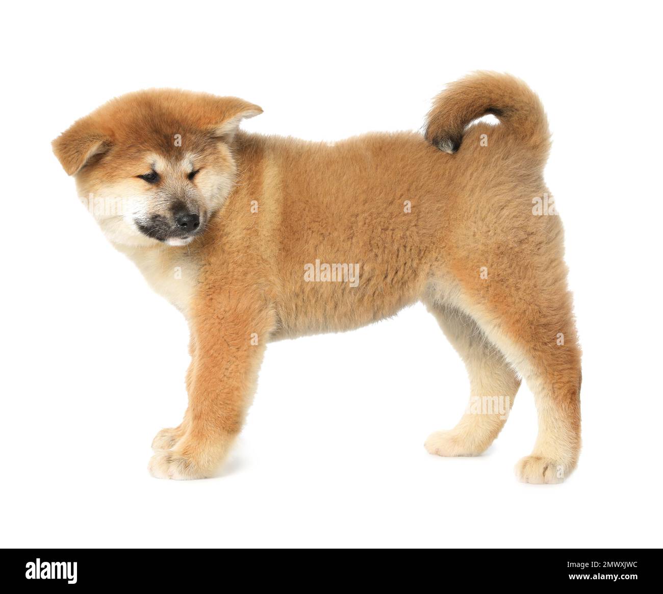 Cute Akita Inu puppy on white background. Baby animal Stock Photo - Alamy