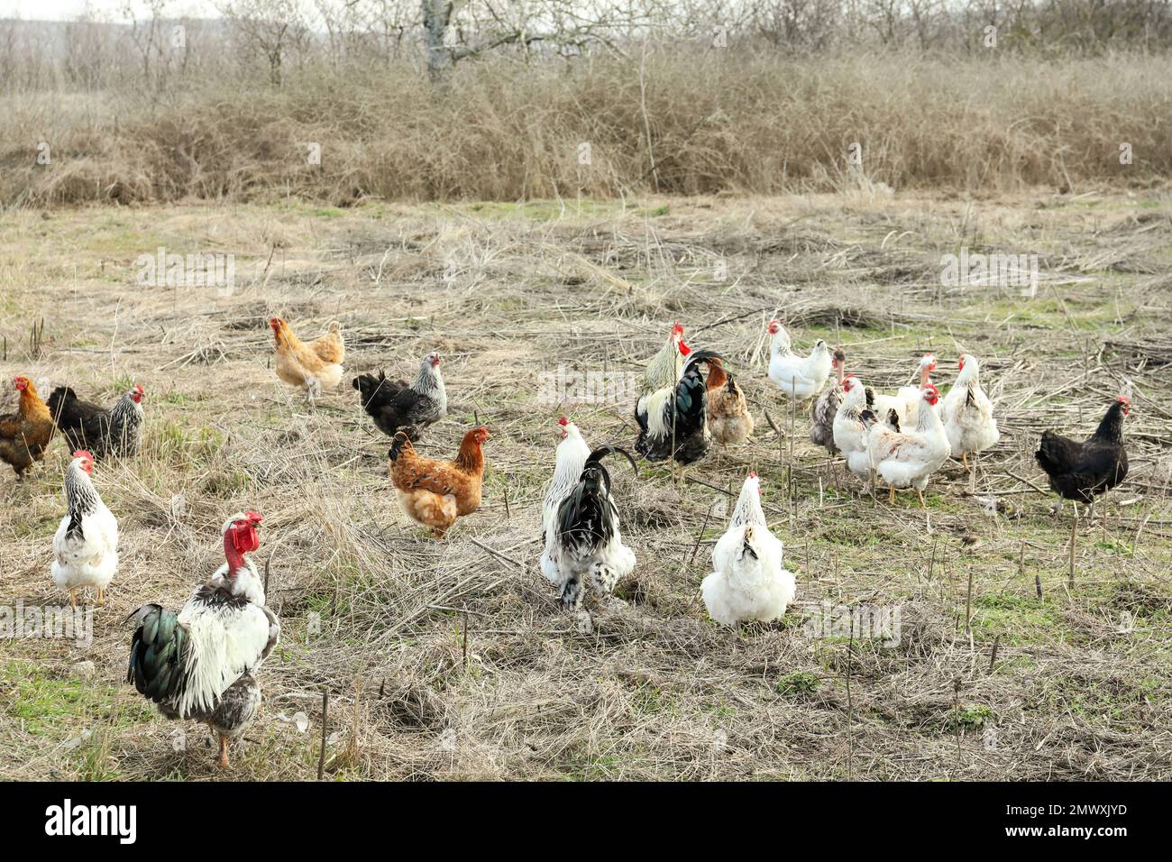 Flock of chickens and roosters in countryside Stock Photo - Alamy