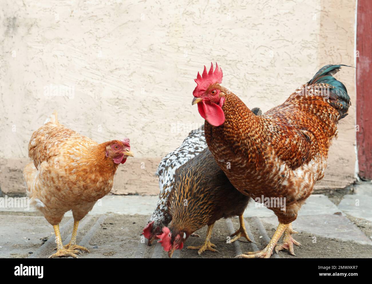 Beautiful colorful chickens and rooster in yard. Domestic animal Stock ...