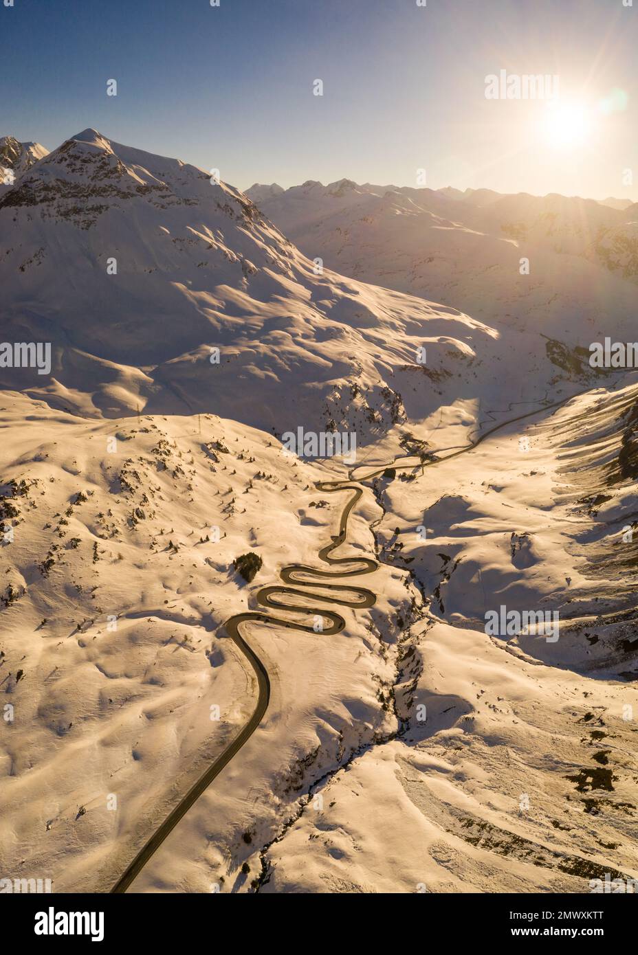 Snake high in tree hi-res stock photography and images - Alamy