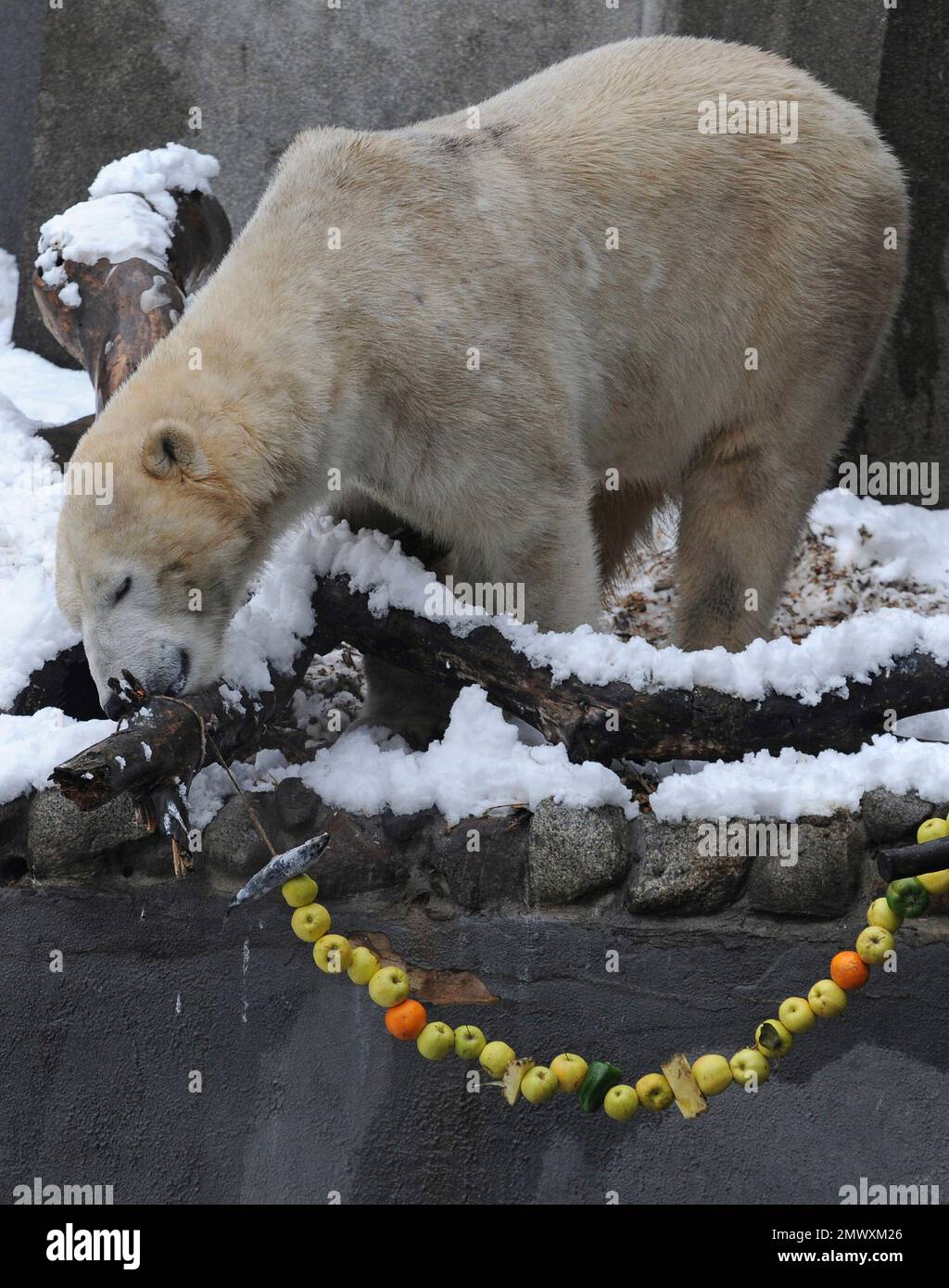 A polar bear eats tidbits as it celebrates its 6th birthday at the zoo ...