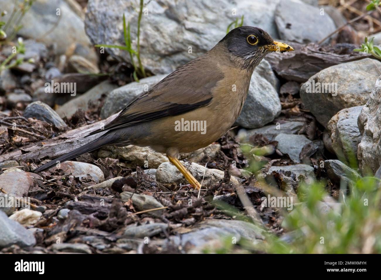 Austral Thrush, Tierra del Fuego National Park, Argentina Stock Photo - Alamy