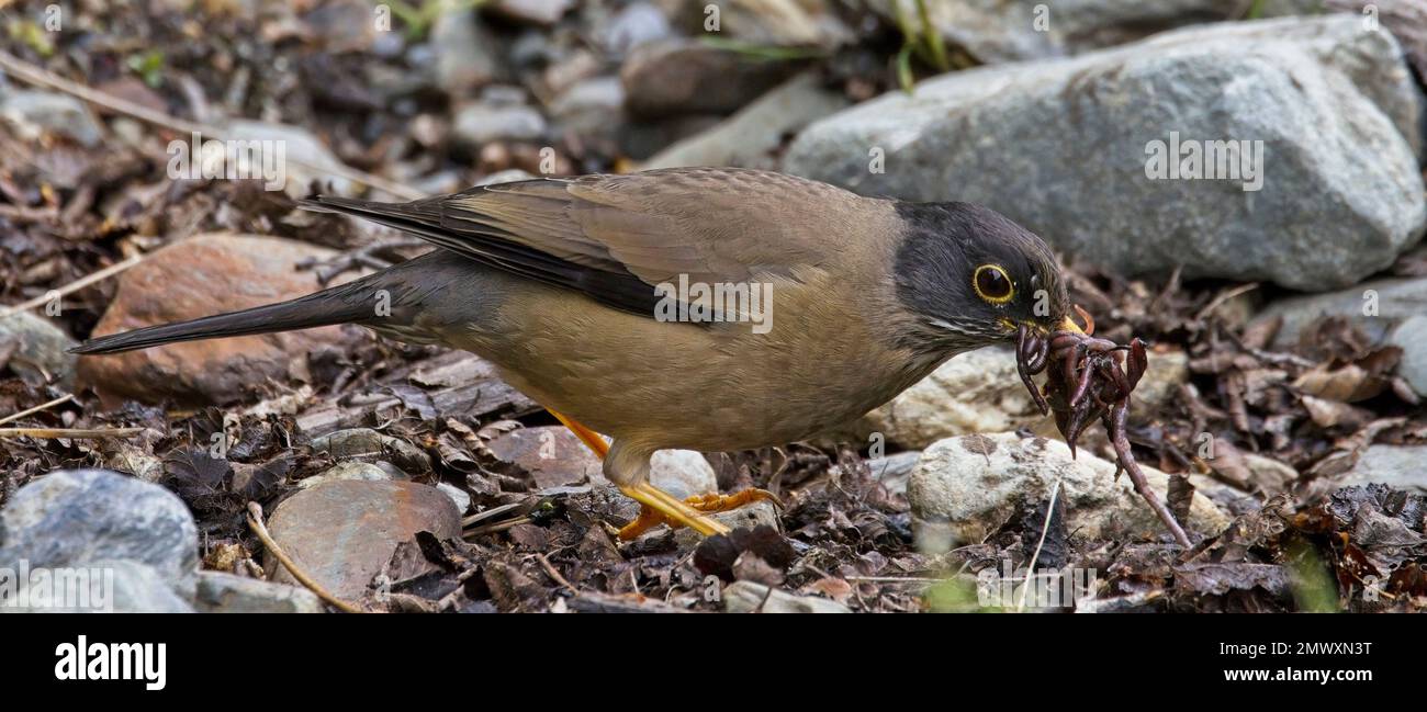 Austral Thrush, (Turdus falcklandii), collecting worms to feed young ...