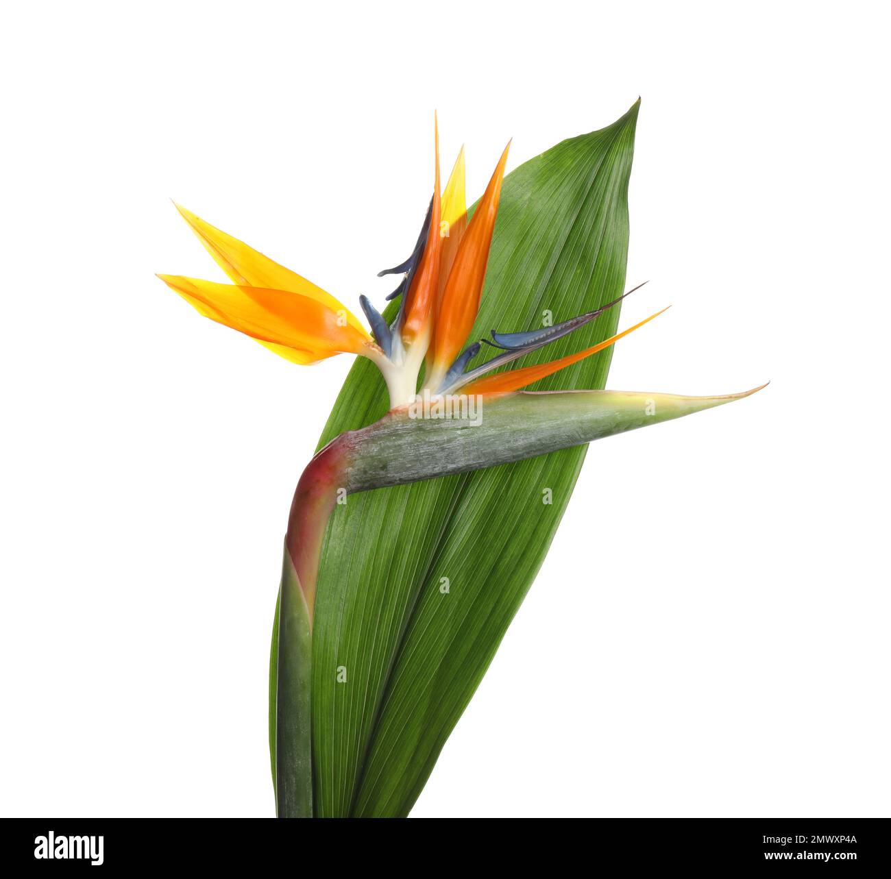 Bird of Paradise tropical flower isolated on white Stock Photo - Alamy