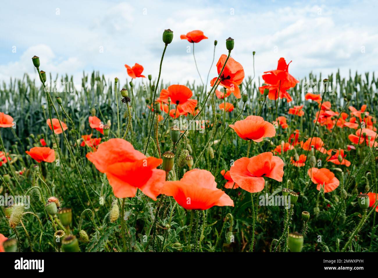The field of unripe wheat and poppy wild flowers, Ukrainian cultural ...