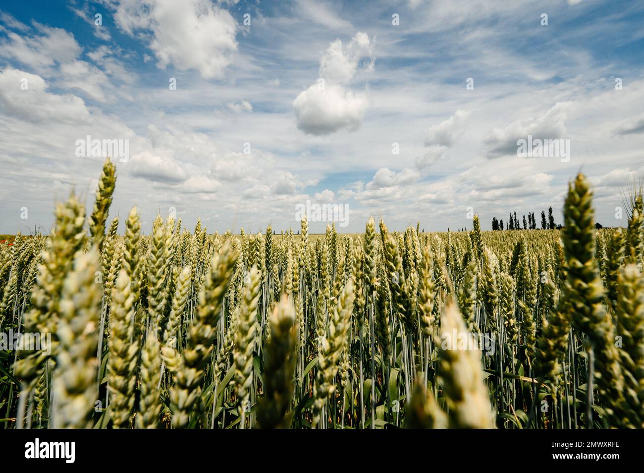 The Ukrainian Agro Cultural Field with wheat, still unripe green wheat ...