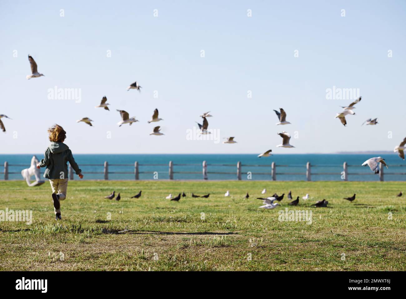 Child running after birds hi-res stock photography and images - Alamy