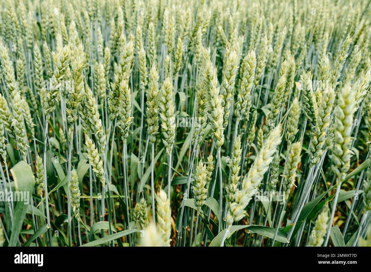 The Ukrainian Agro Cultural Field with wheat, still unripe green wheat ...