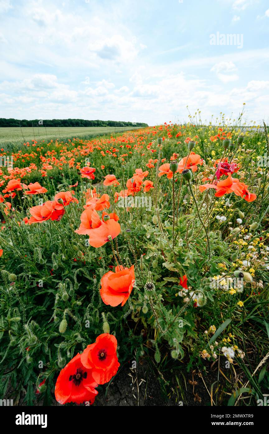 The field of unripe wheat and poppy wild flowers, Ukrainian cultural ...