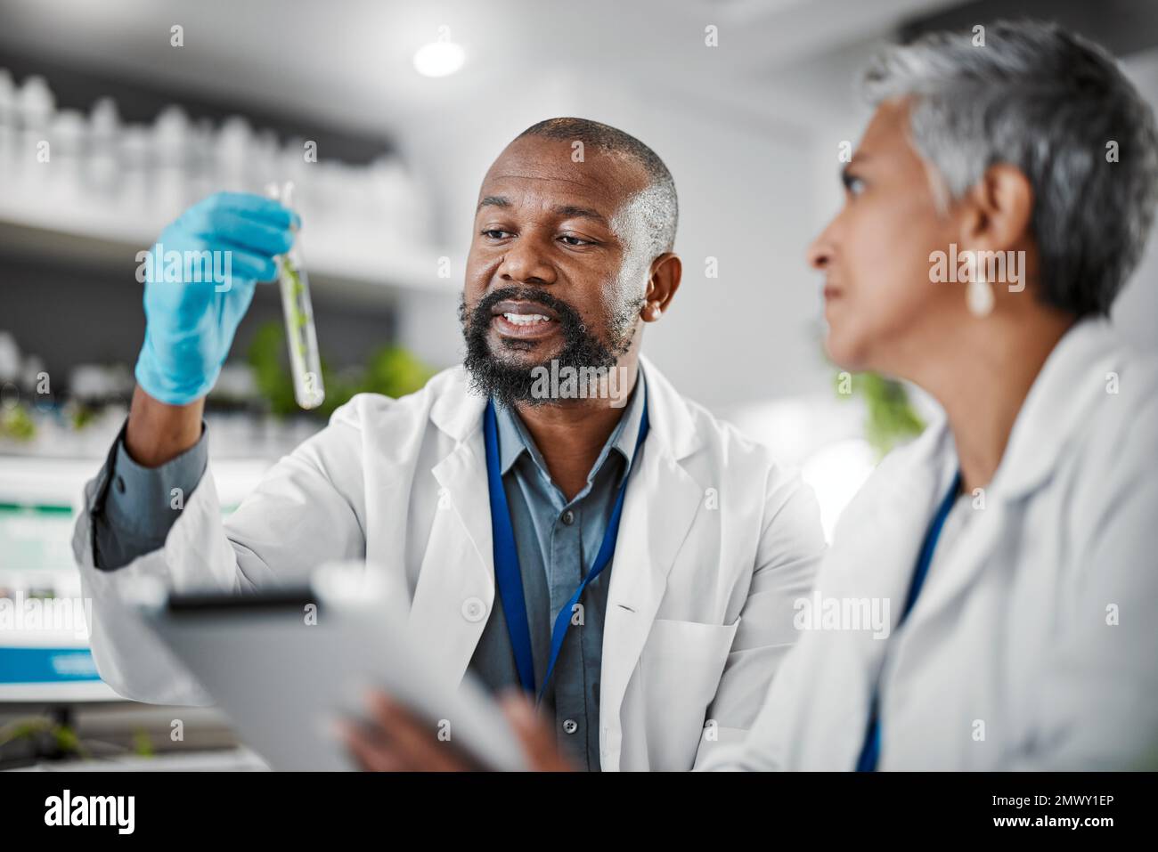 Laboratory scientist, teamwork or test tube of leaf sample in medical ...