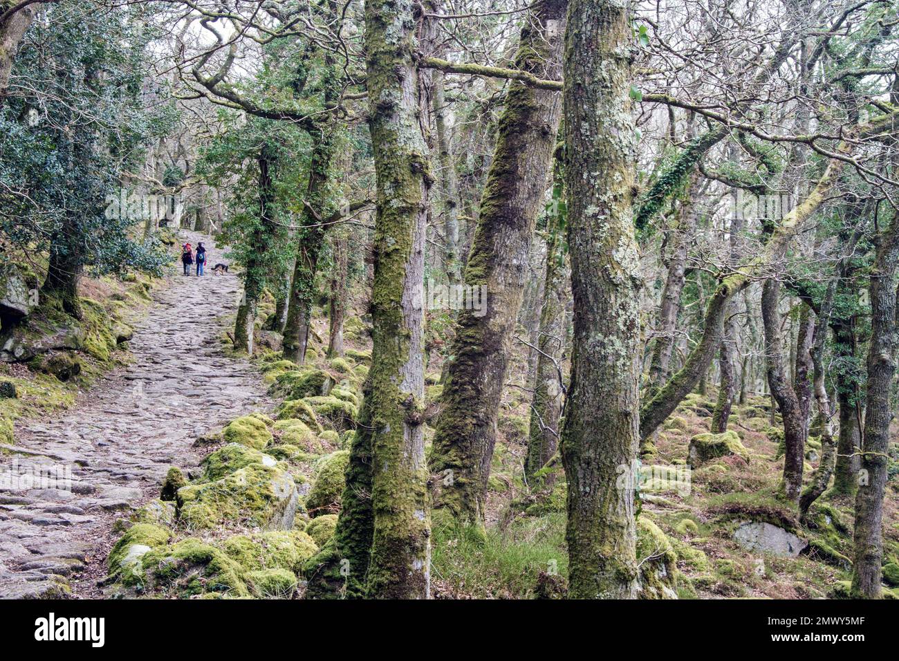 Walkers in Dewerstone Woods, Devon Stock Photo - Alamy