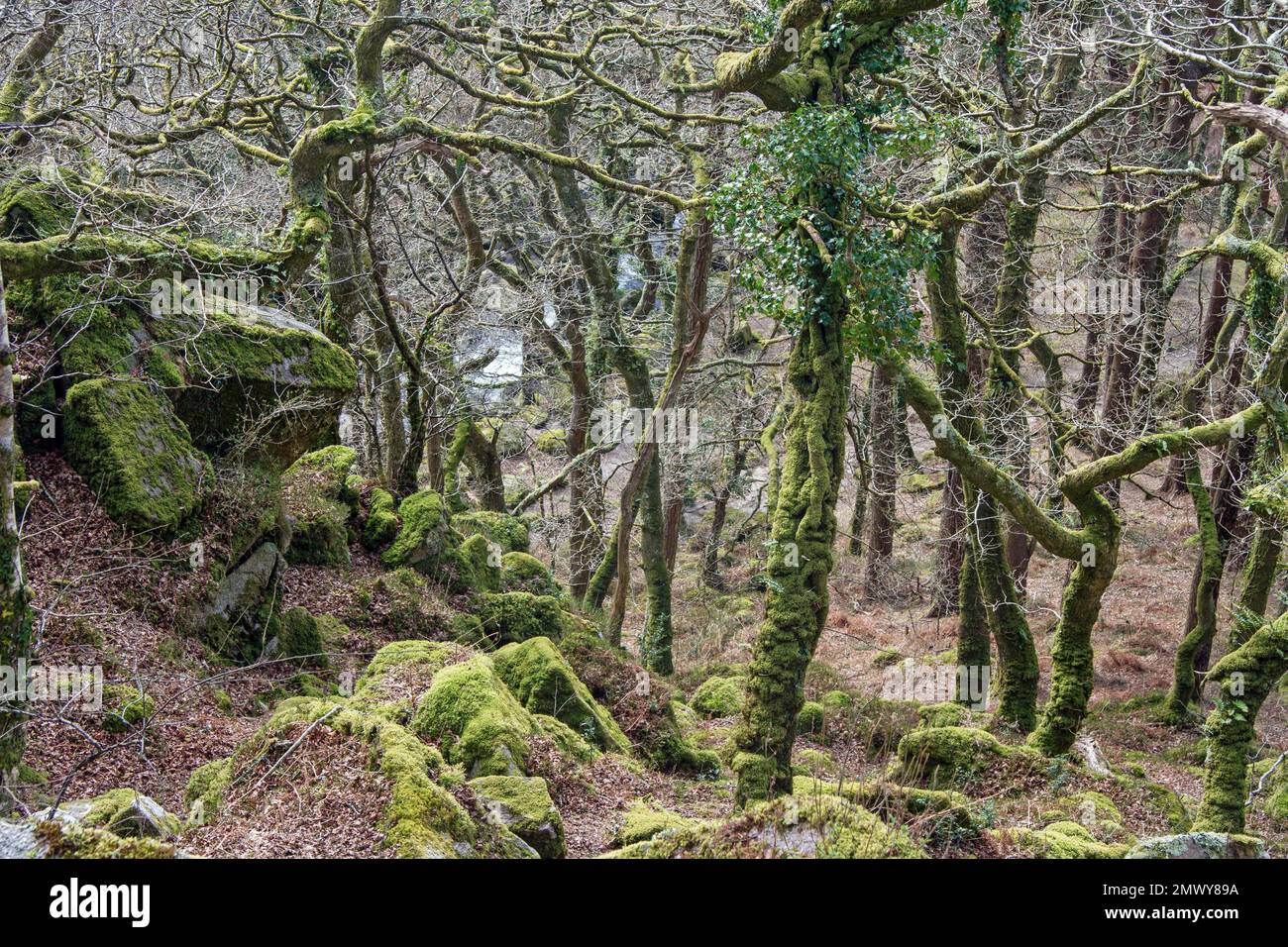 Moss covered trees at Dewerstone Woods on the edges of Dartmoor in ...