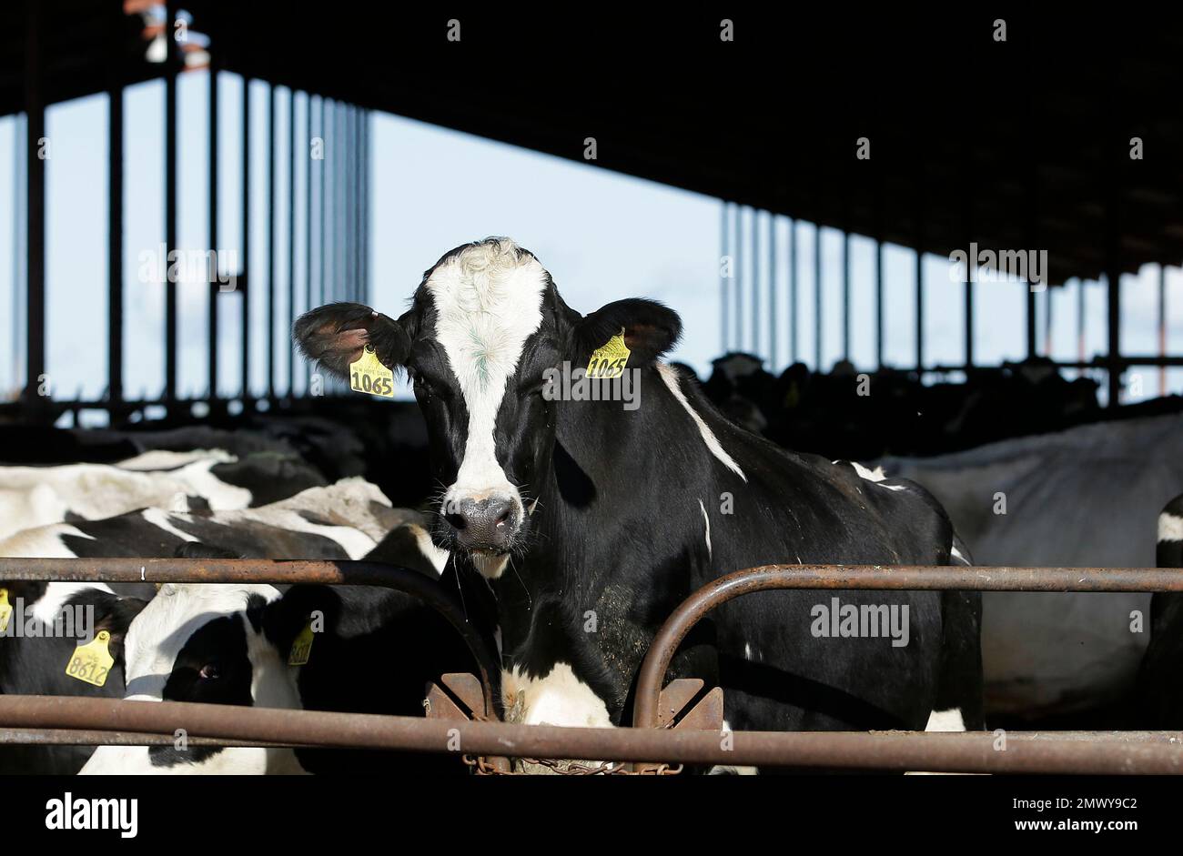 In this Wednesday, Nov. 23, 2016, photo cows are seen at the New Hope ...