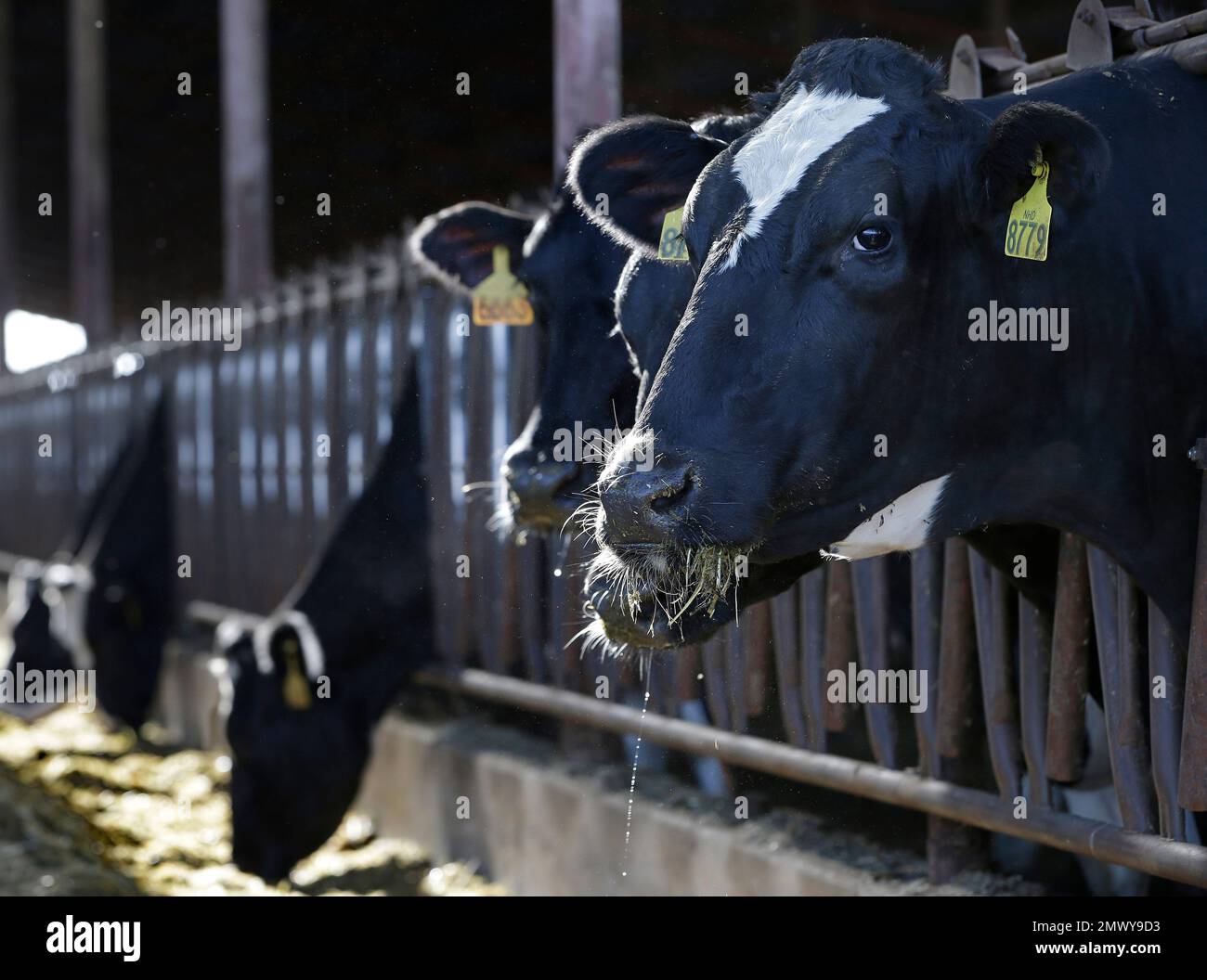 In this Wednesday, Nov. 23, 2016, photo, a cows are seen feeding at the ...