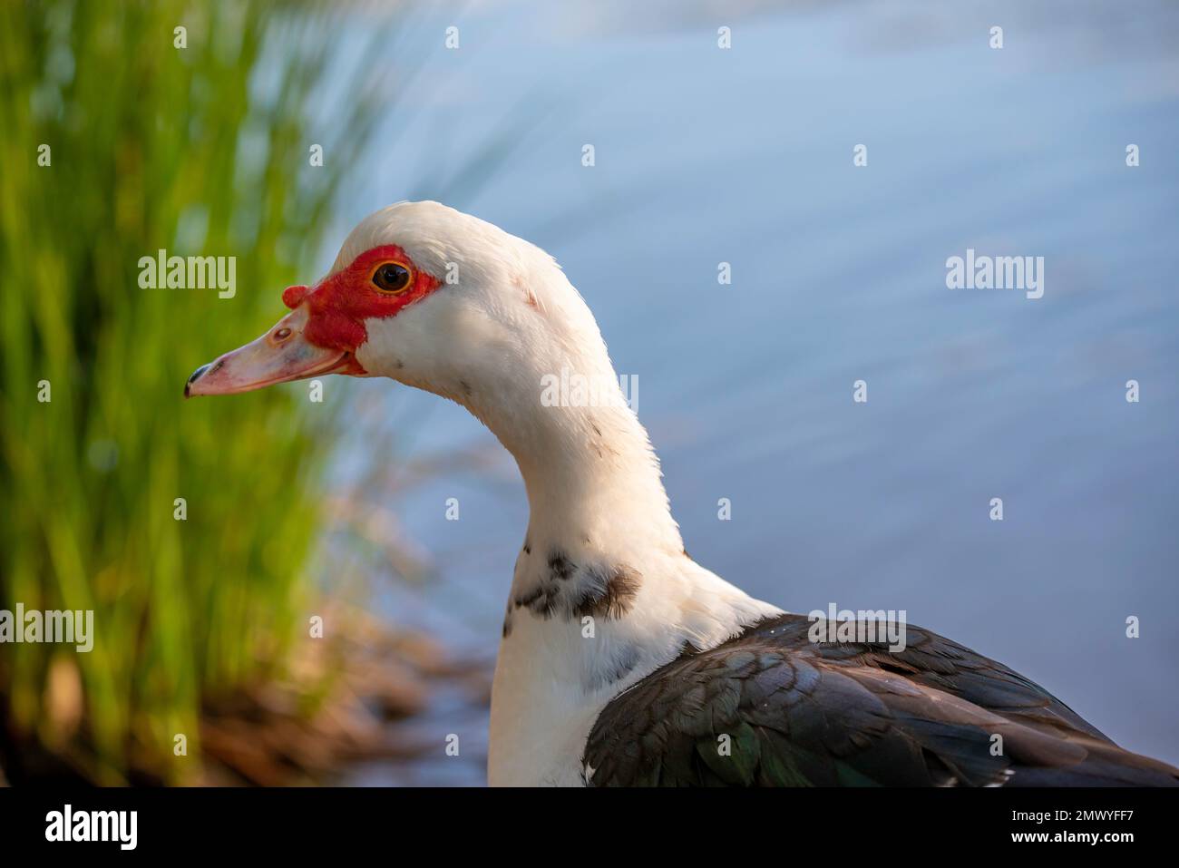 Female muscovy ducks hi-res stock photography and images - Alamy