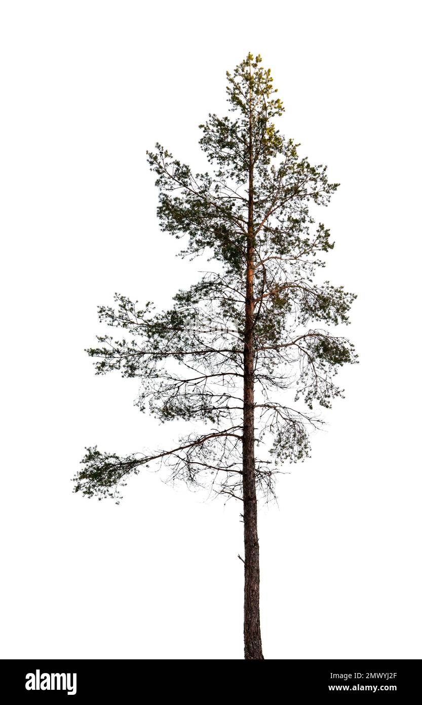 Pine tree isolated on white background, natural photo texture Stock ...