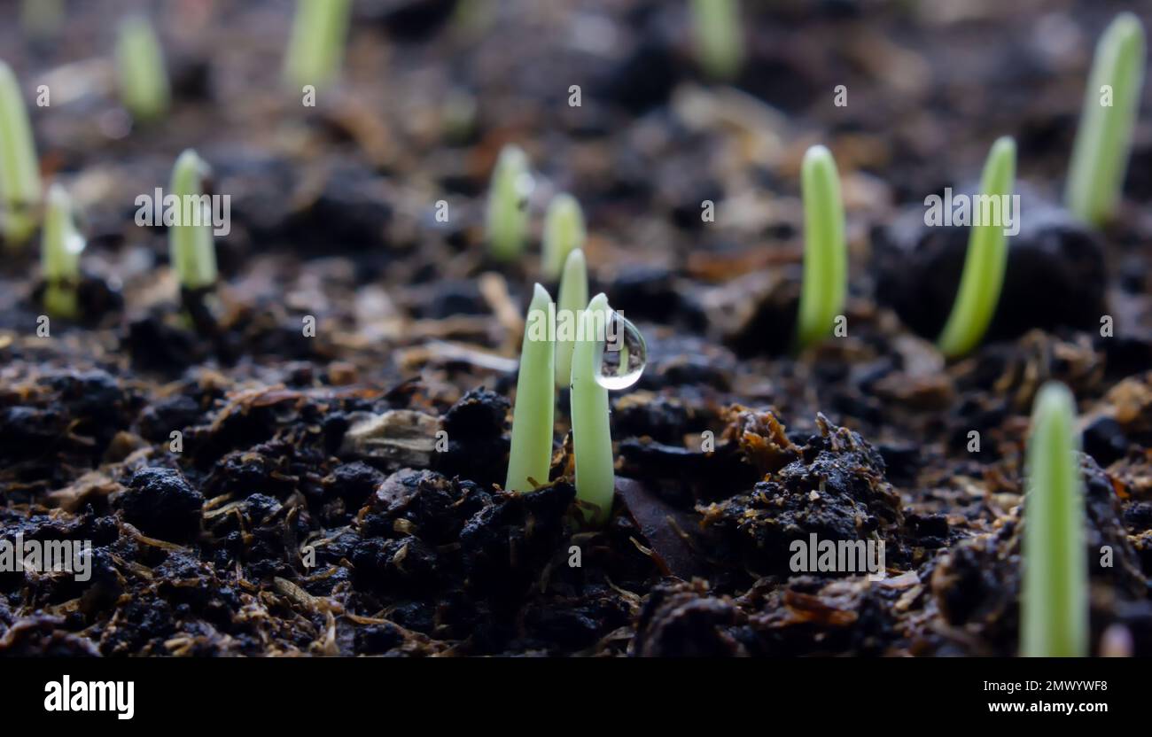 A drop of dew on a young sprout of wheat that sprouted from black soil ...