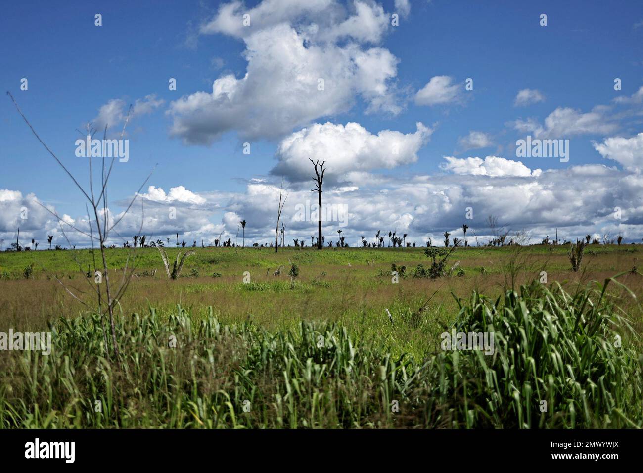 Combat deforestation hi-res stock photography and images - Alamy