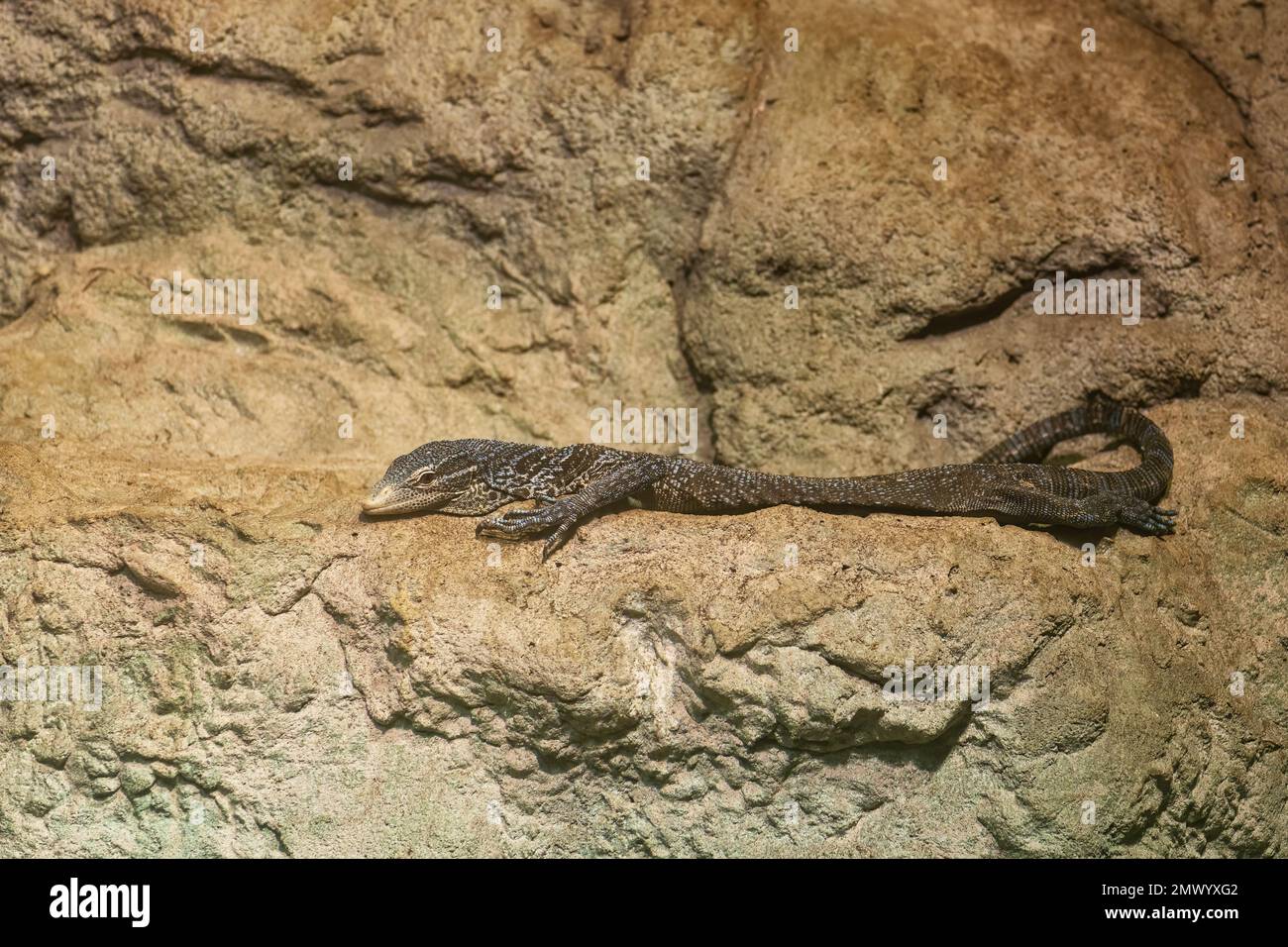 Blue Tree Monitor - Varanus macraei, beautiful lizard from Asian ...