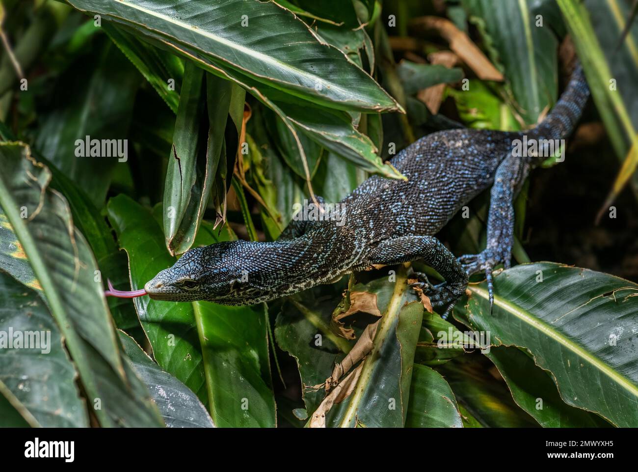 Blue Tree Monitor - Varanus macraei, beautiful lizard from Asian ...