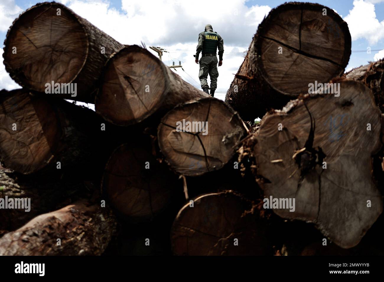 Combat deforestation hi-res stock photography and images - Alamy