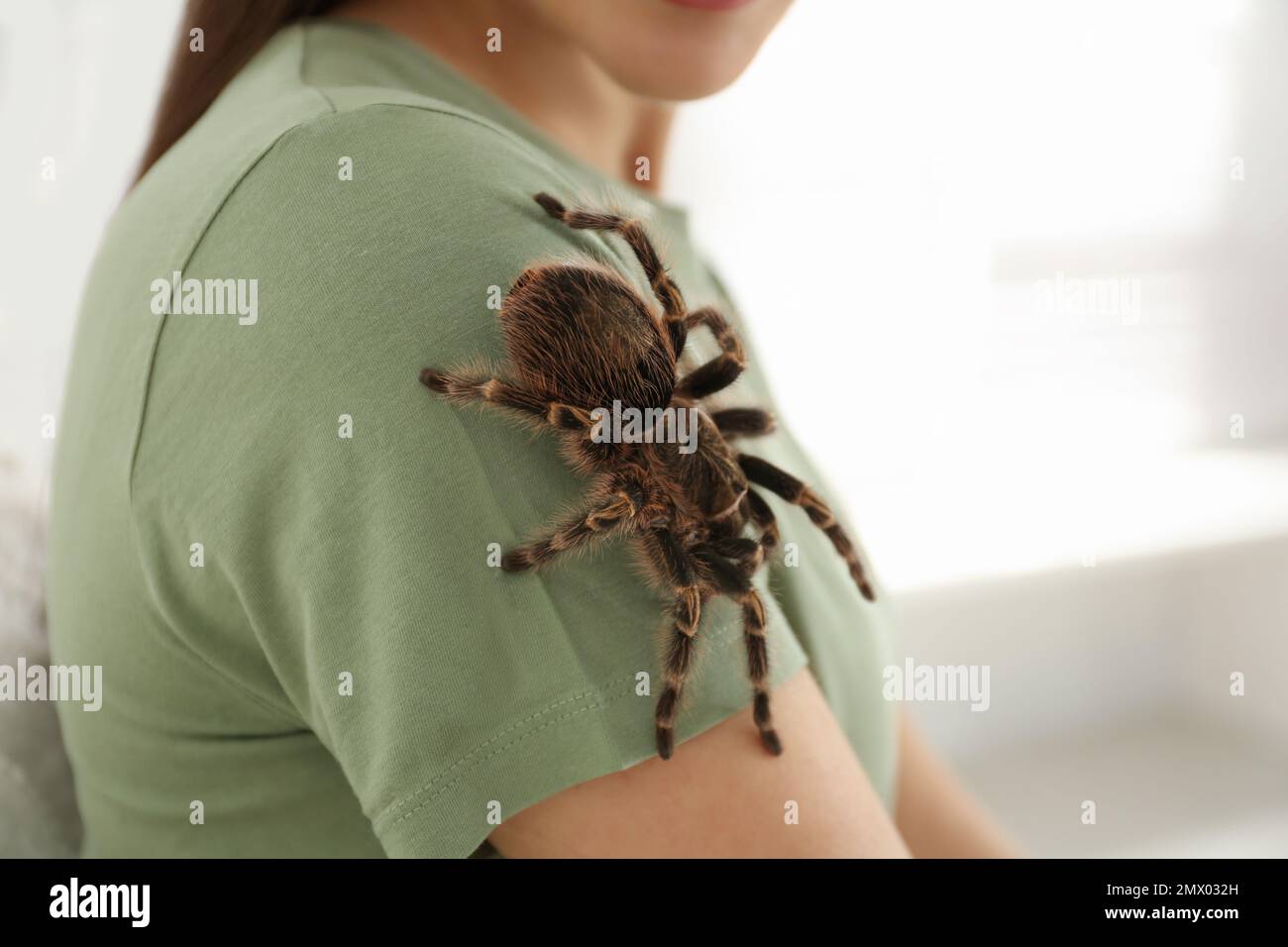 Woman with striped knee tarantula at home, closeup. Exotic pet Stock ...