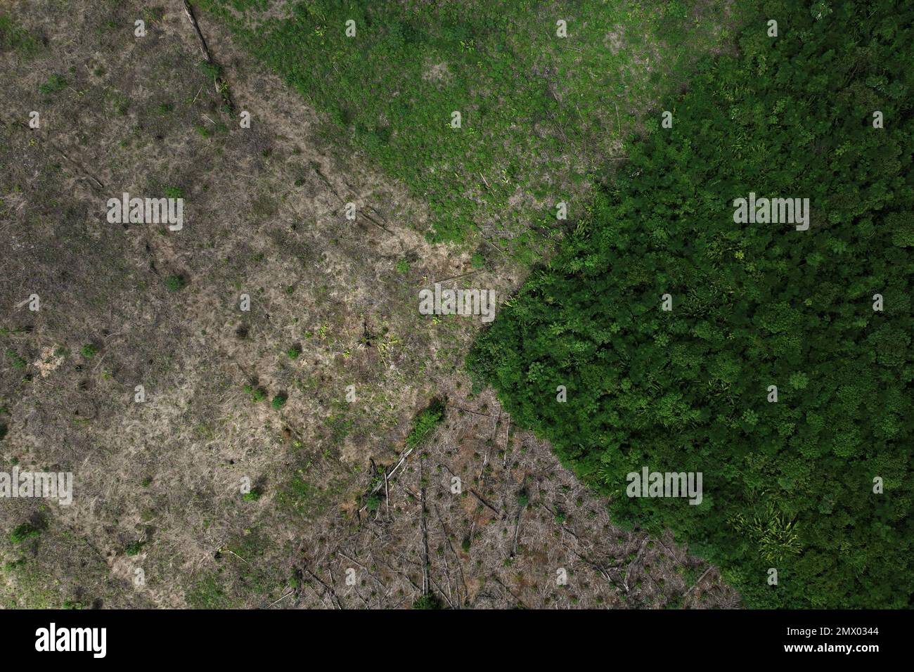 Combat deforestation hi-res stock photography and images - Alamy