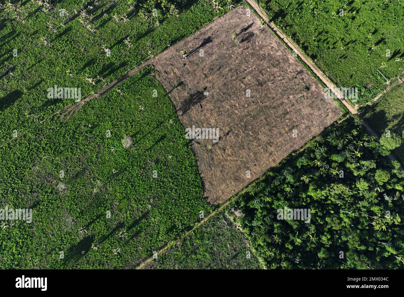 Combat deforestation hi-res stock photography and images - Alamy