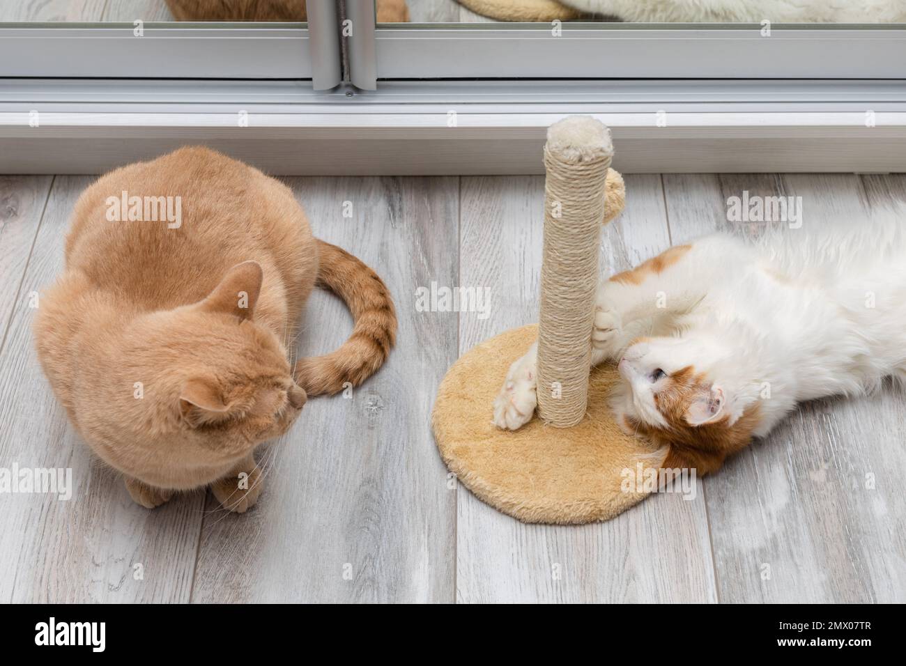 Cats playing with each other hi-res stock photography and images - Alamy