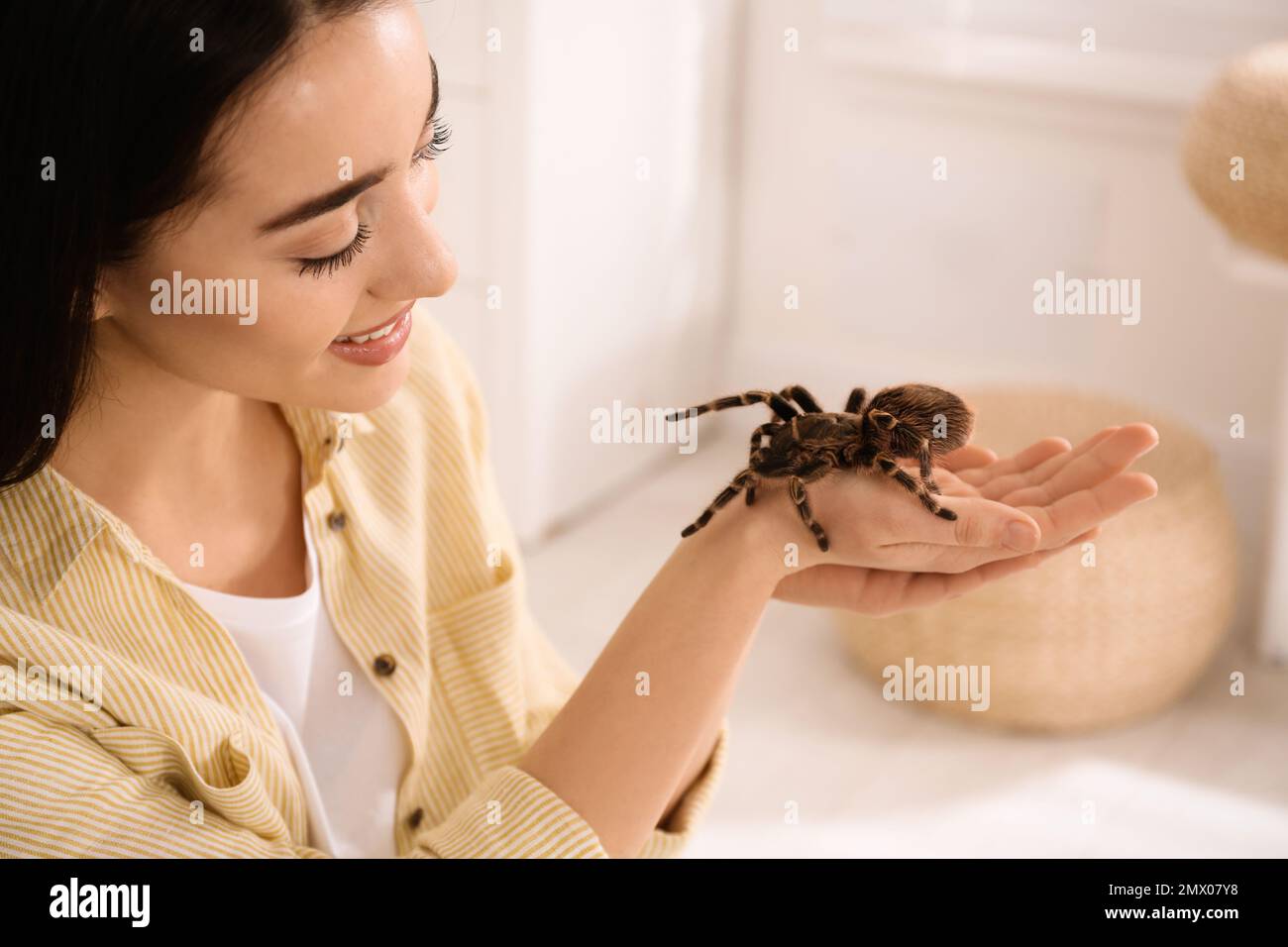 Woman holding striped knee tarantula at home. Exotic pet Stock Photo ...