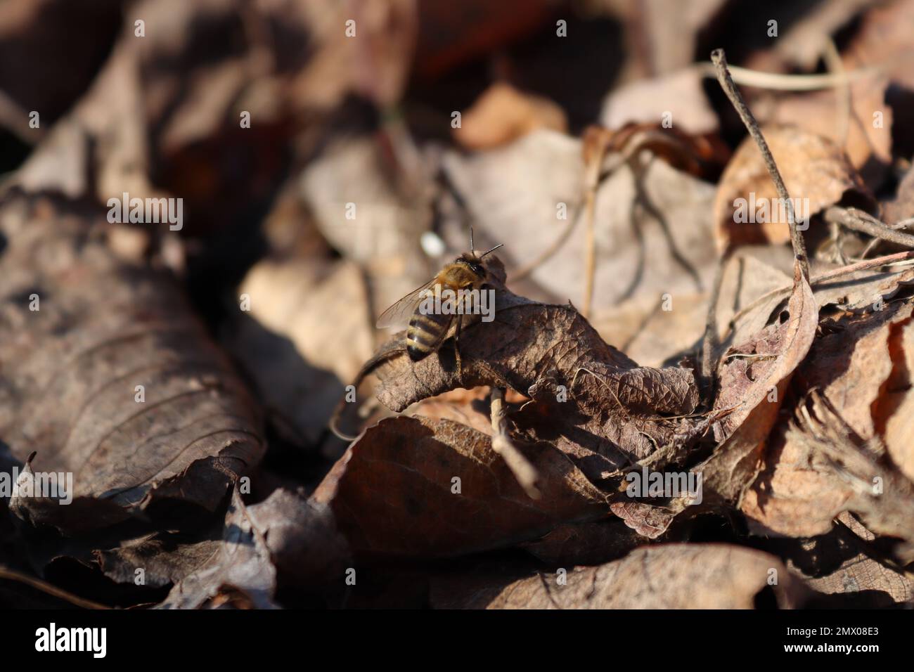 Bee in fall / Biene im Herbst Stock Photo - Alamy