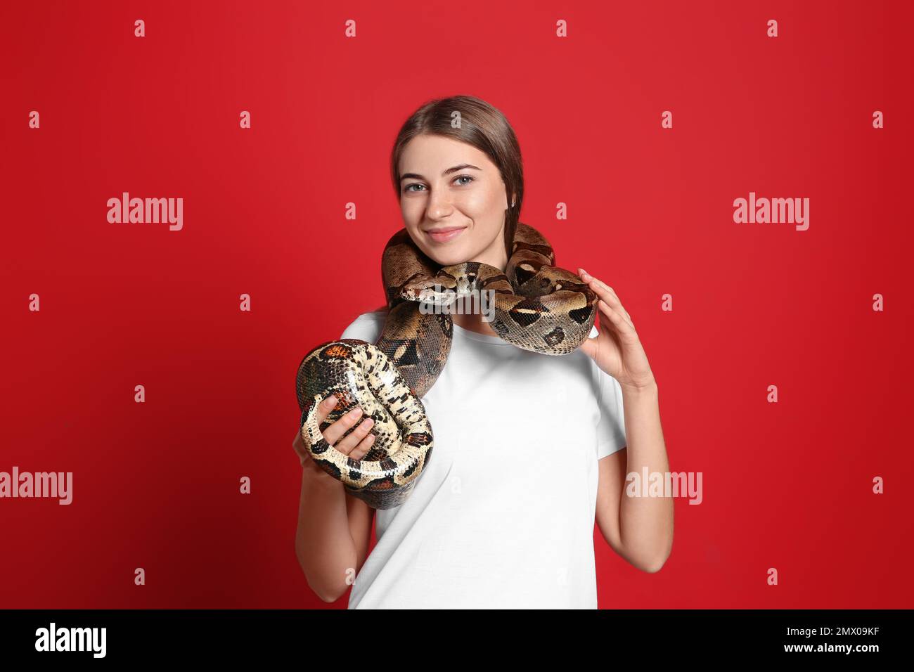 Boa constrictor adult female hi-res stock photography and images - Alamy