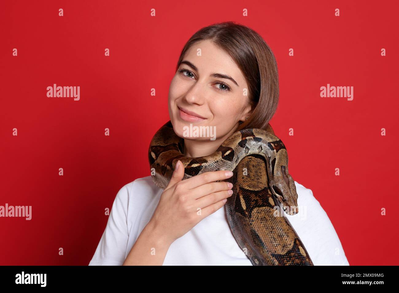 Boa constrictor adult female hi-res stock photography and images - Alamy