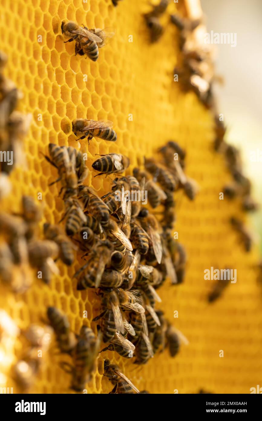 Bunch of bees hi-res stock photography and images - Alamy