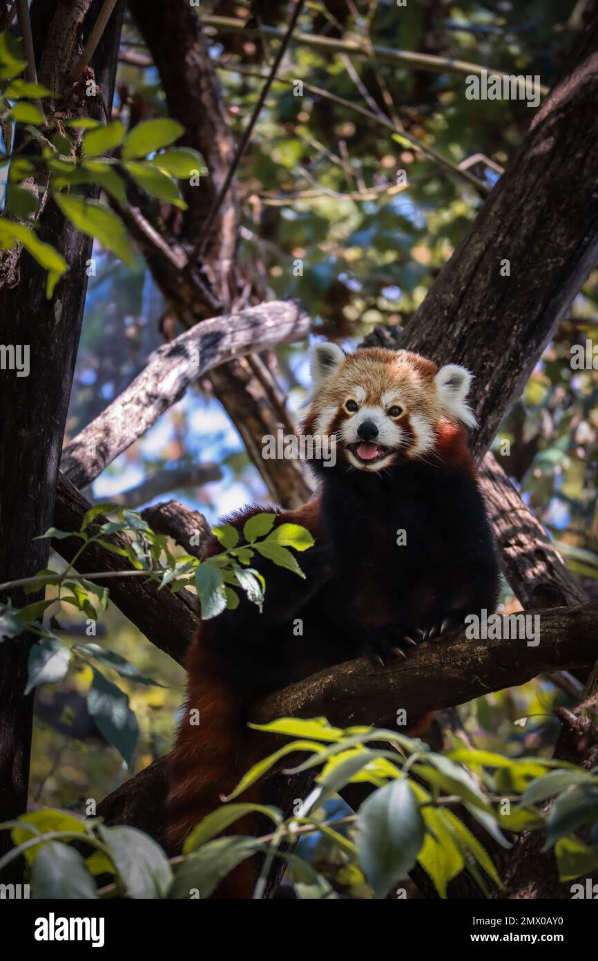 Red Panda with Tongue on Tree in Zoo. Vertical Portrait of Cute Ailurus ...