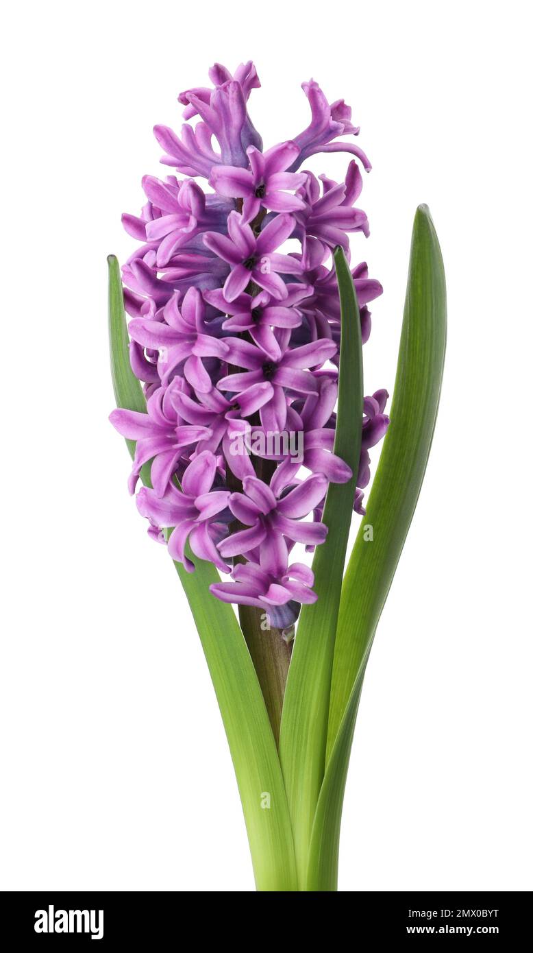 Beautiful purple hyacinth isolated on white. Spring flower Stock Photo ...