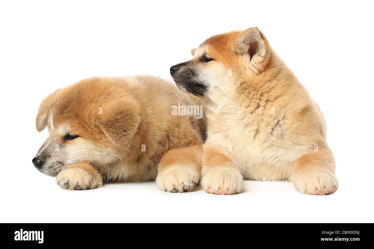 Cute Akita Inu puppies on white background. Baby animals Stock Photo ...