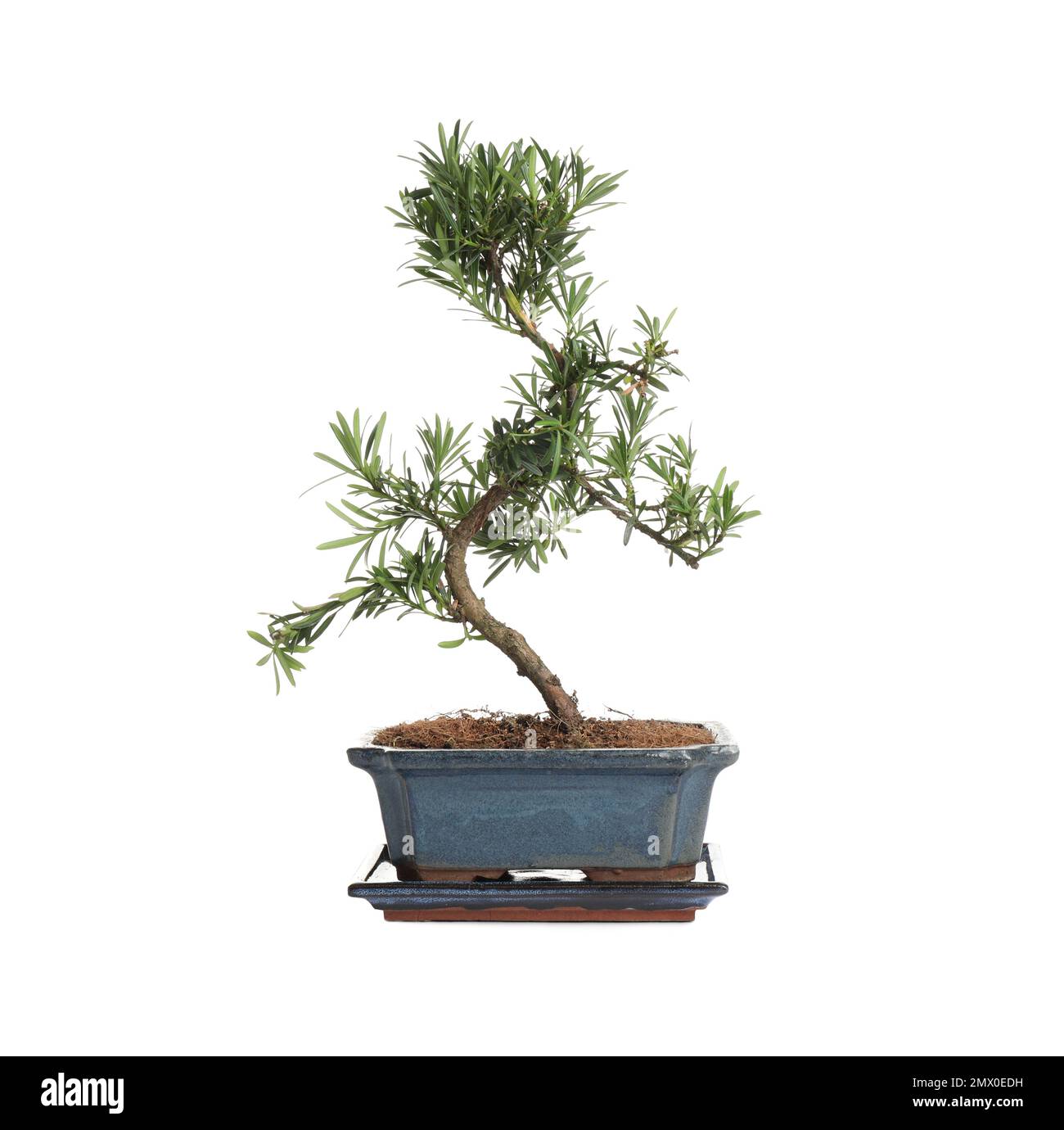 Japanese bonsai plant isolated on white. Creating zen atmosphere at ...