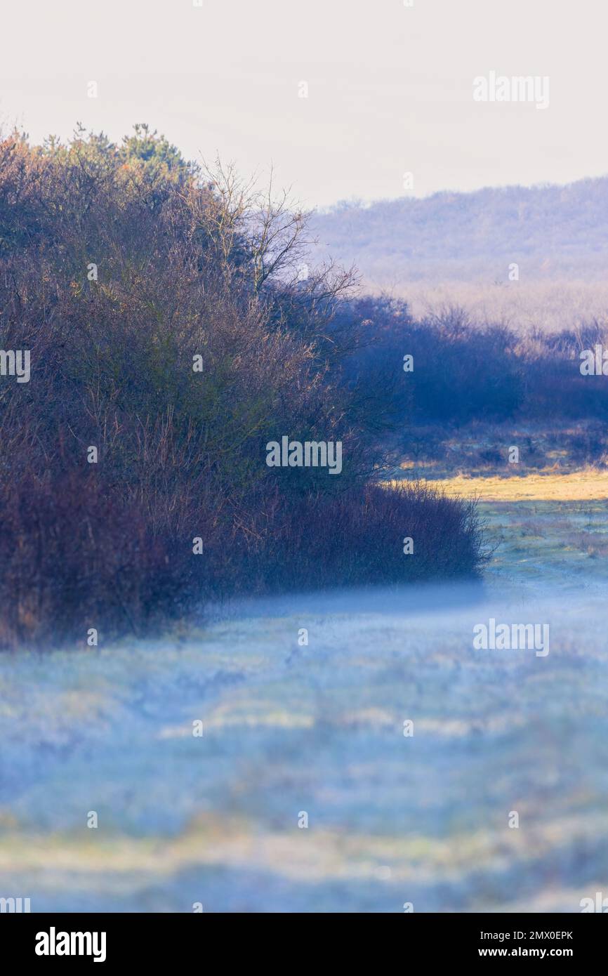 Ground level mist hi-res stock photography and images - Alamy