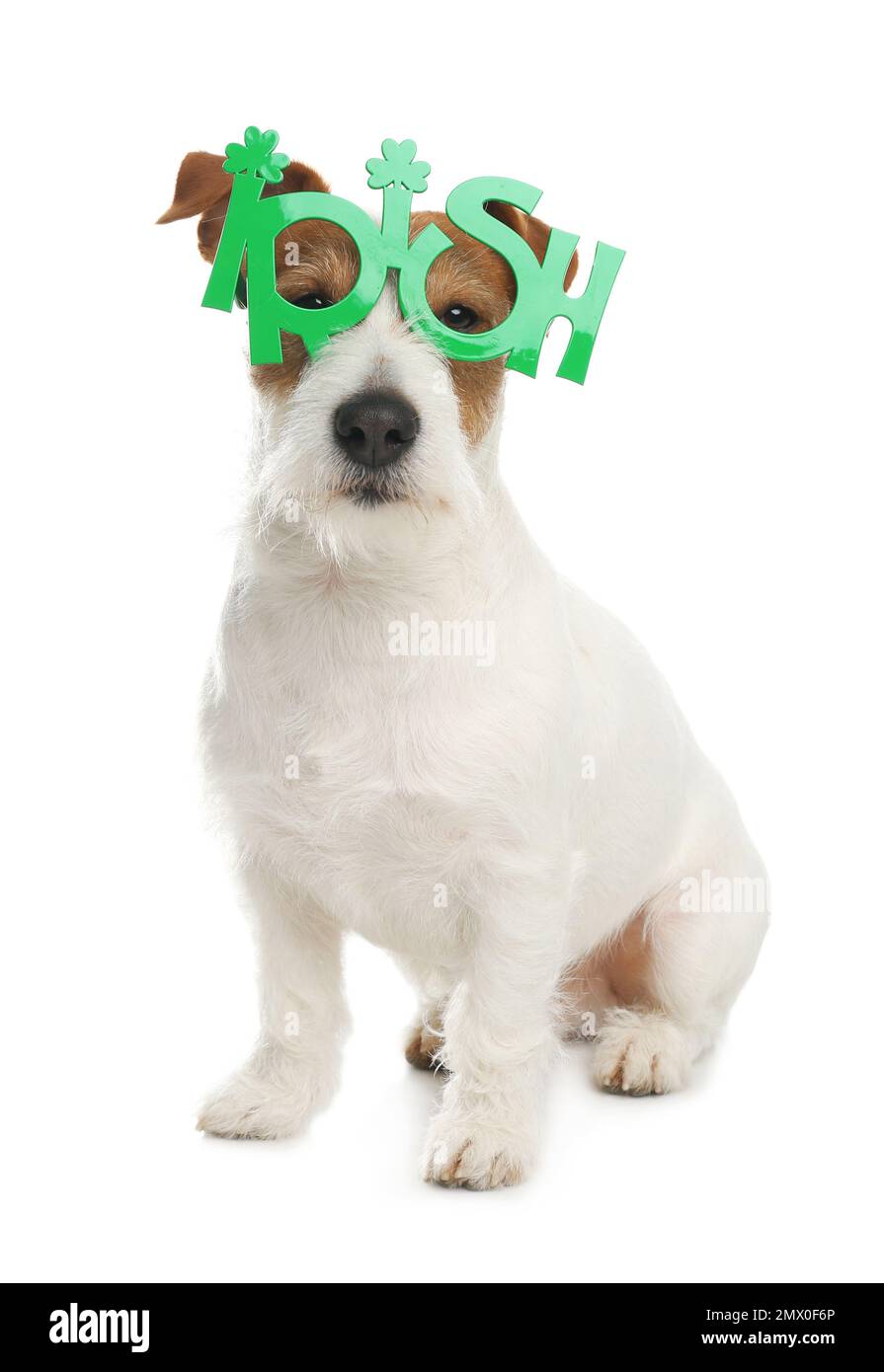 Jack Russell terrier with Irish party glasses on white background. St ...