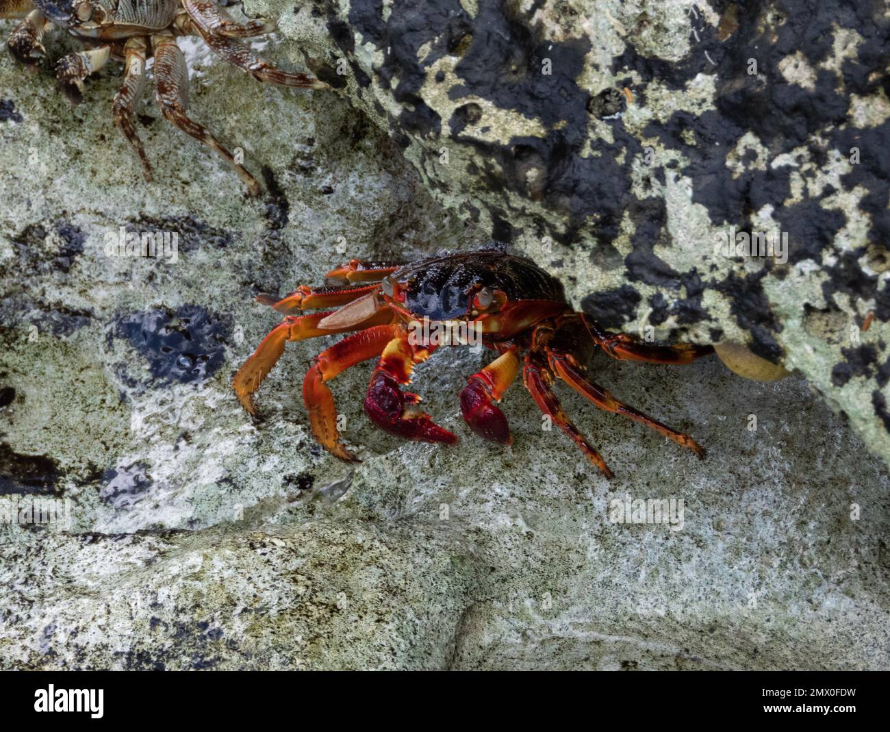 Red land crab, rocky shore, Maldives Stock Photo - Alamy