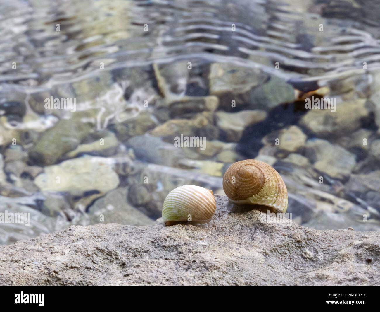 View of snail shells on rocks against water background Stock Photo - Alamy
