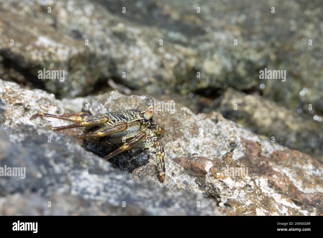 Swift-Footed Rock Crab Leptograpsus variegatus on rocky shore, Maldives ...