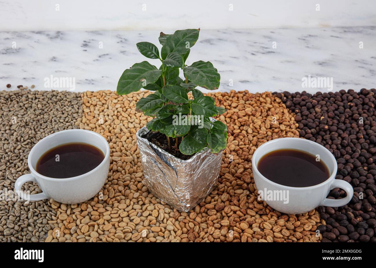 Young shoots of a coffee tree planted potted, coffee shop concept ...
