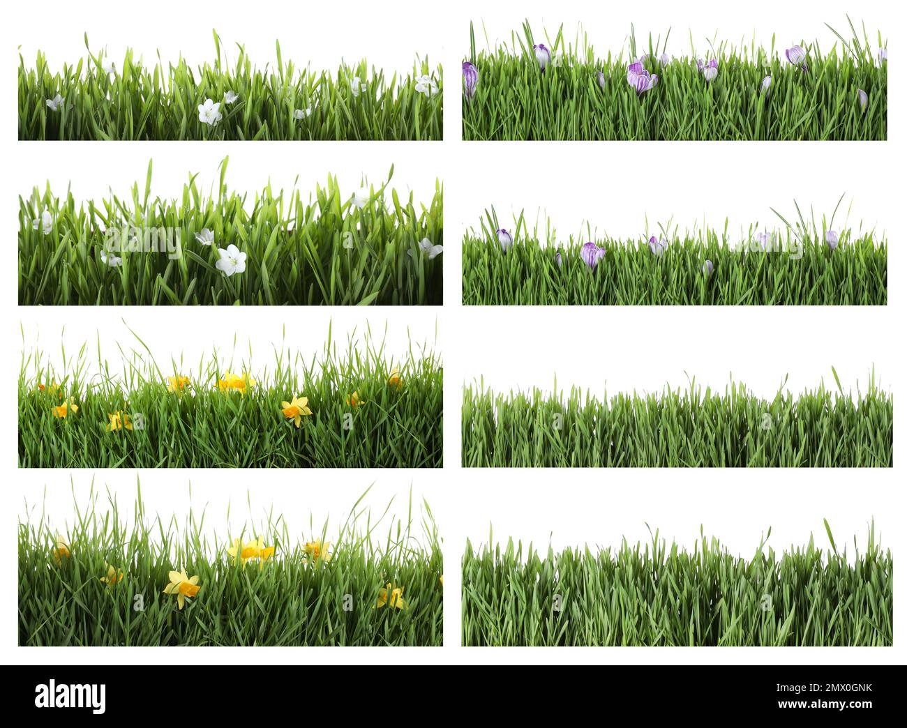 Collage of fresh green grass with flowers on white background. Spring ...